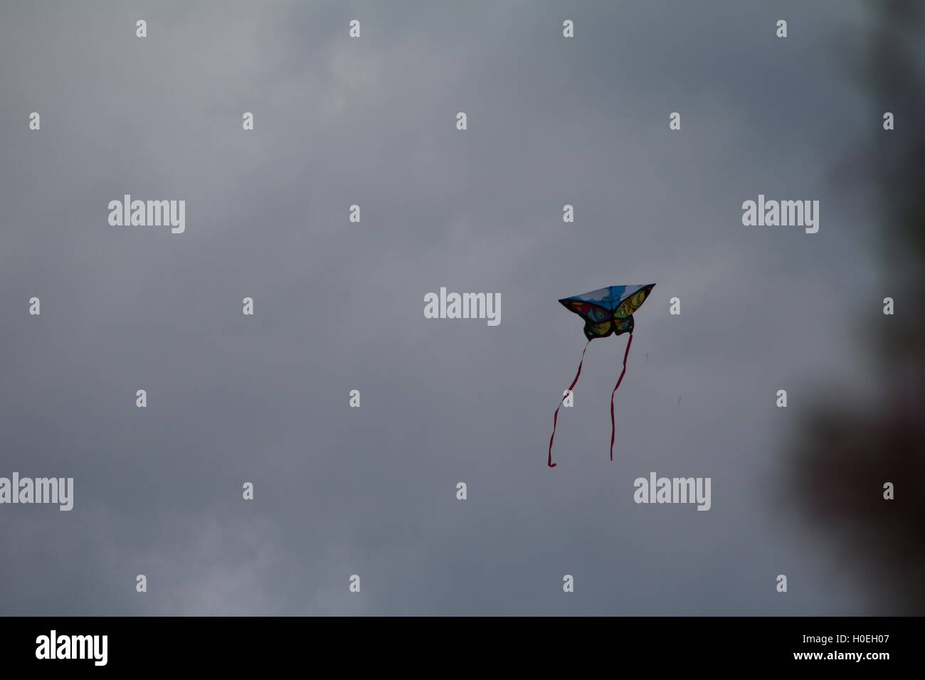 Butterfly flying sky hi-res stock photography and images - Alamy