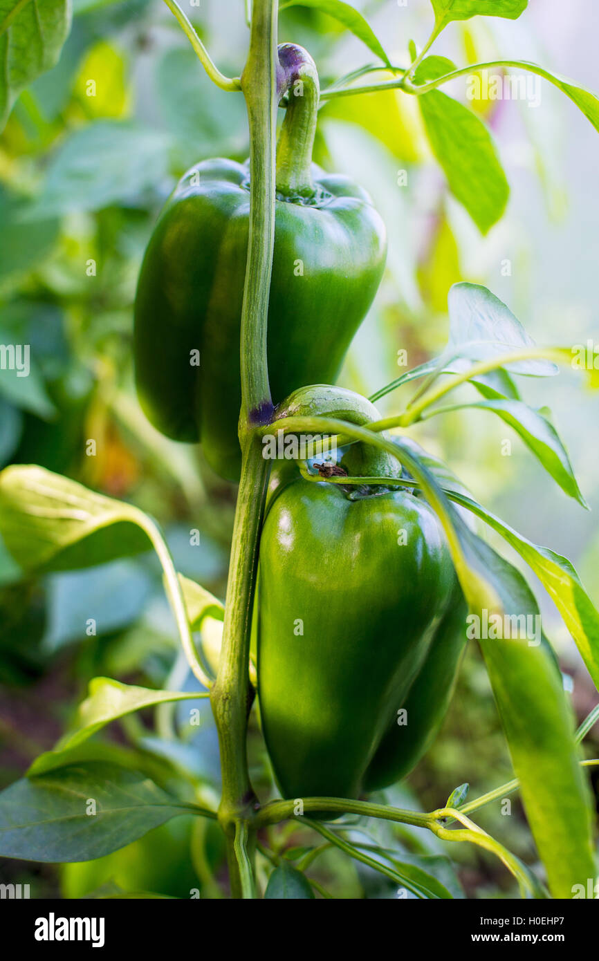 Ripe bell pepper growing in garden. Cultivated fresh vegetables. Bell ...