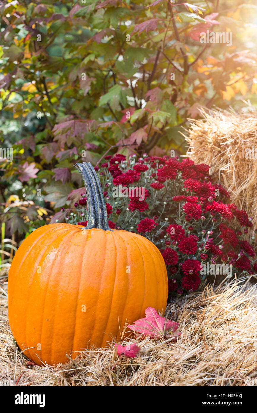 Fall scene with mums and pumpkins hi-res stock photography and images ...