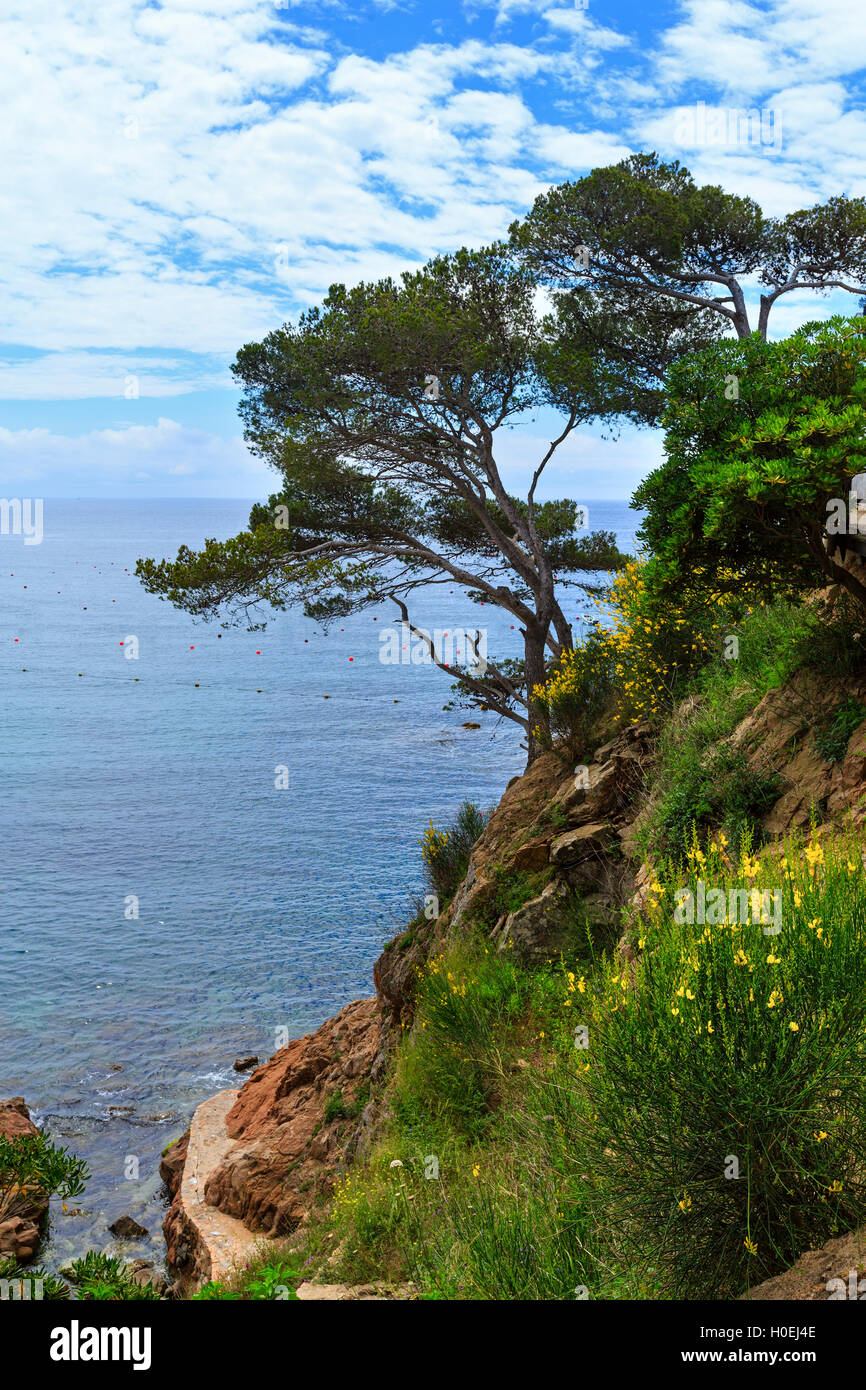 Pine trees on edge of cliff above sea Stock Photo - Alamy