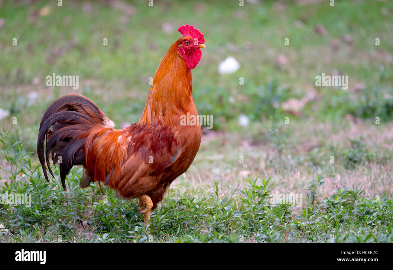 Colorful Rhode Island Red rooster. Big male chicken with flamboyant ...