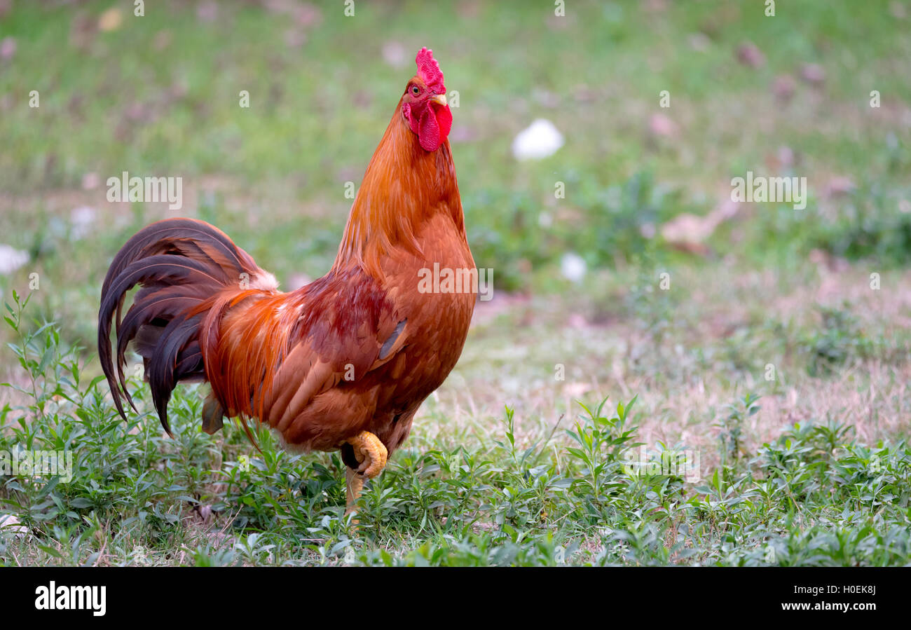 Colorful Rhode Island Red rooster. Big male chicken with flamboyant ...