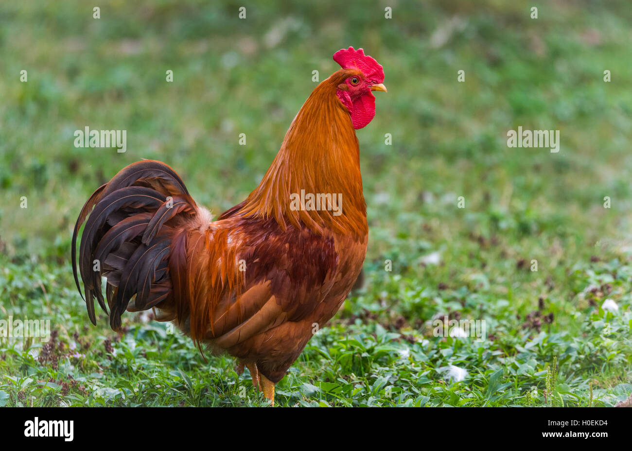 Colorful Rhode Island Red rooster. Big male chicken with flamboyant ...