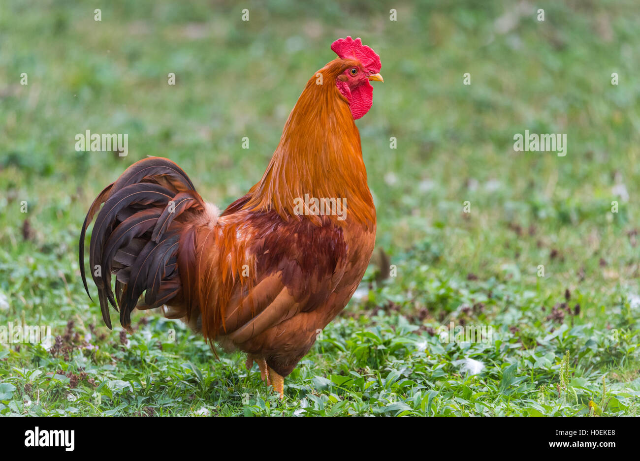 Colorful Rhode Island Red rooster. Big male chicken with flamboyant ...
