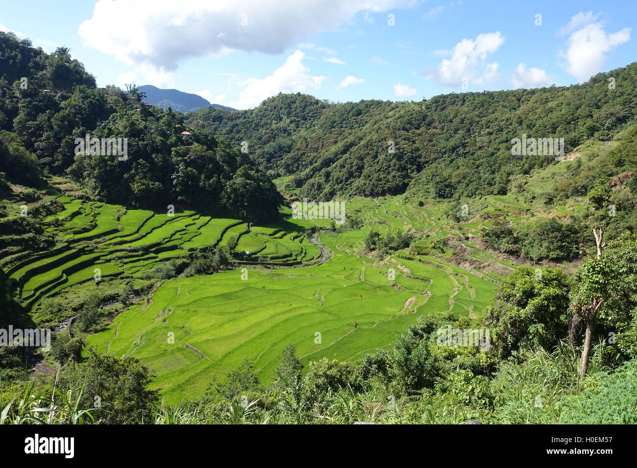 Bright green Banaue and Baguio Rice Terraces in northern Philippines on ...