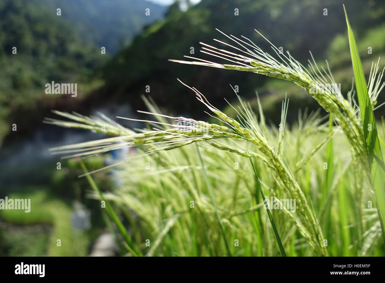 Banaue rice terraces in philippines hi-res stock photography and images ...
