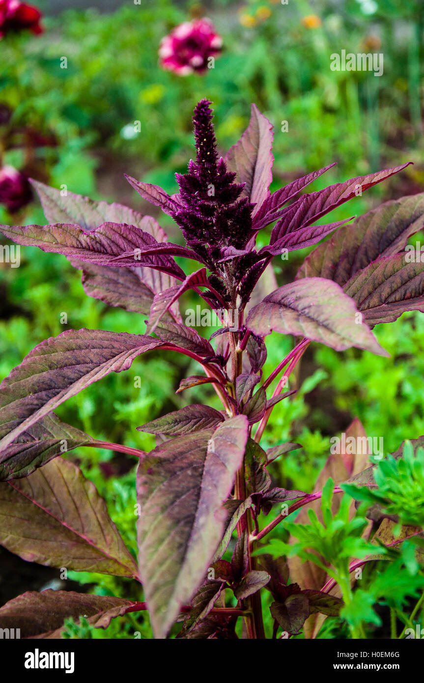 Amaranth has anticancer properties plant, it is called a miracle plant ...