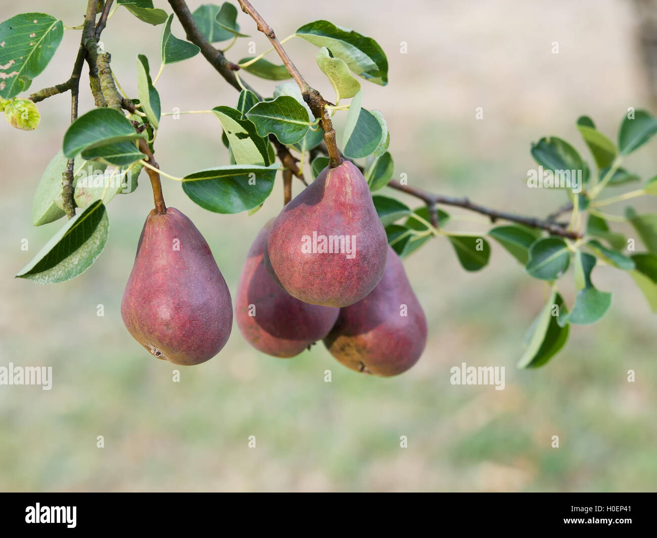 Pear on a branch hi-res stock photography and images - Alamy