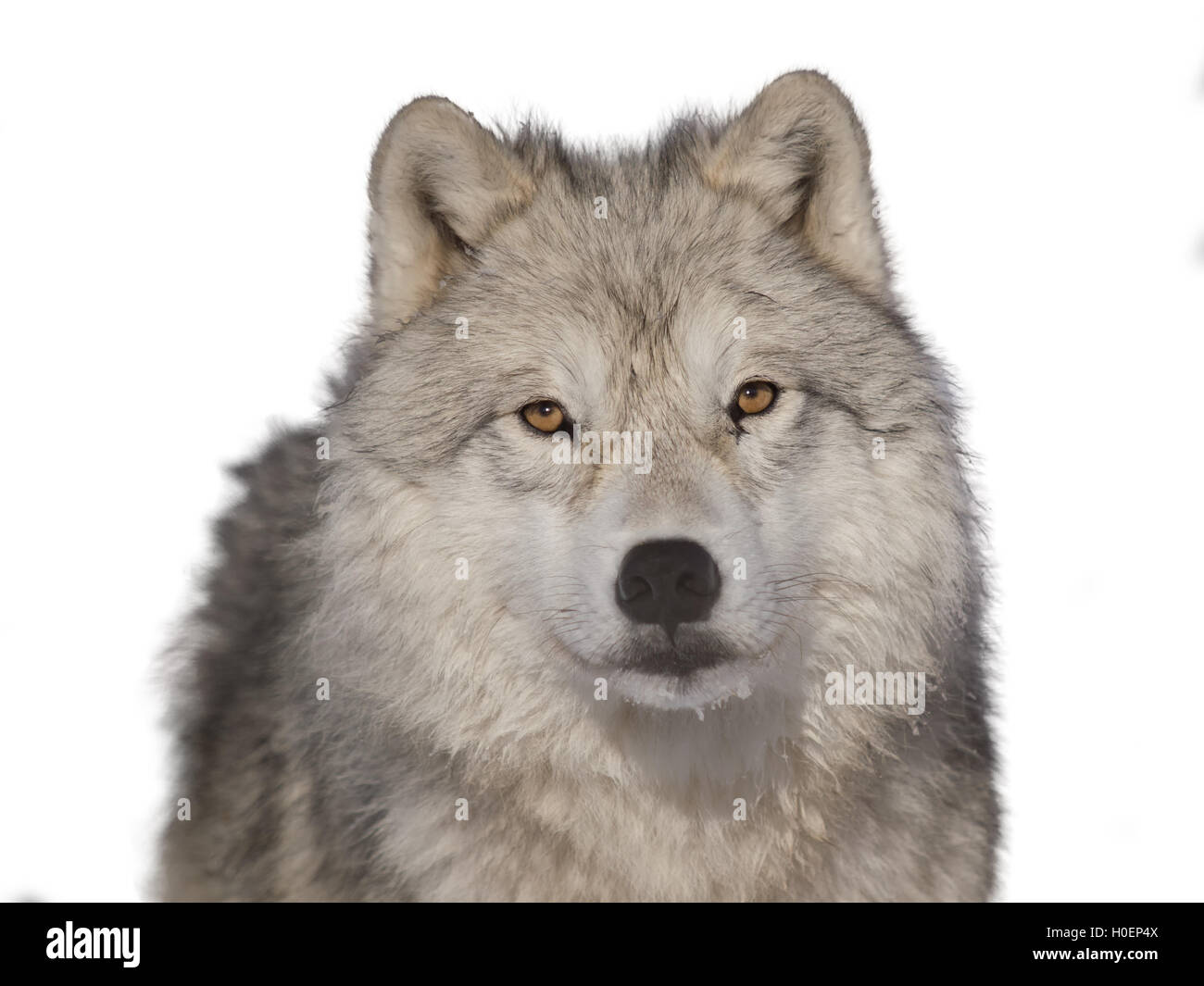 Arctic wolf male head-shoot over white background Stock Photo - Alamy