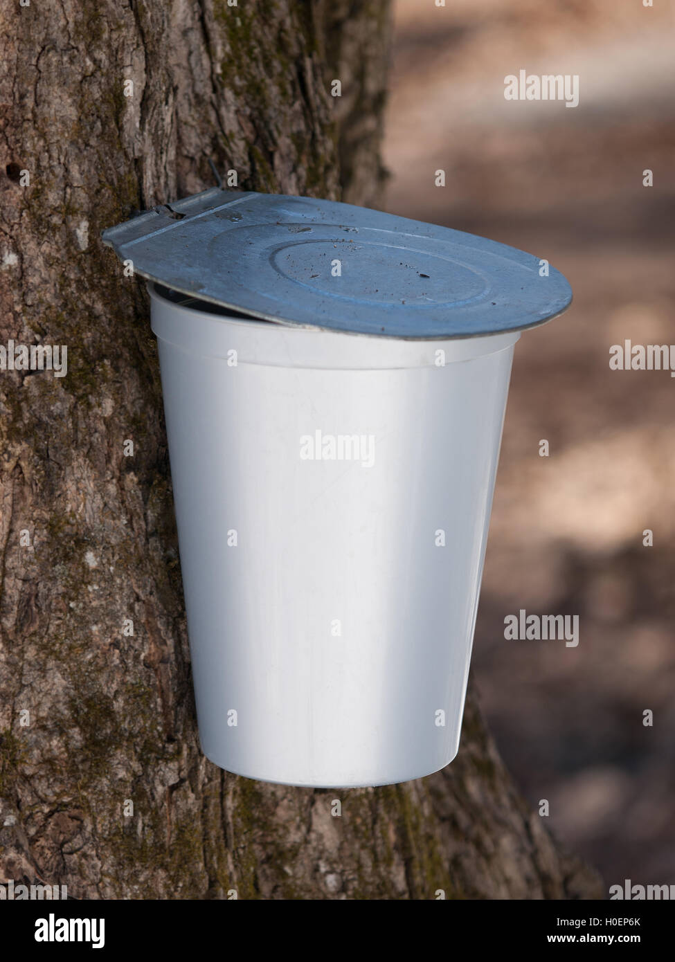Maple tree syrup bucket hi-res stock photography and images - Alamy