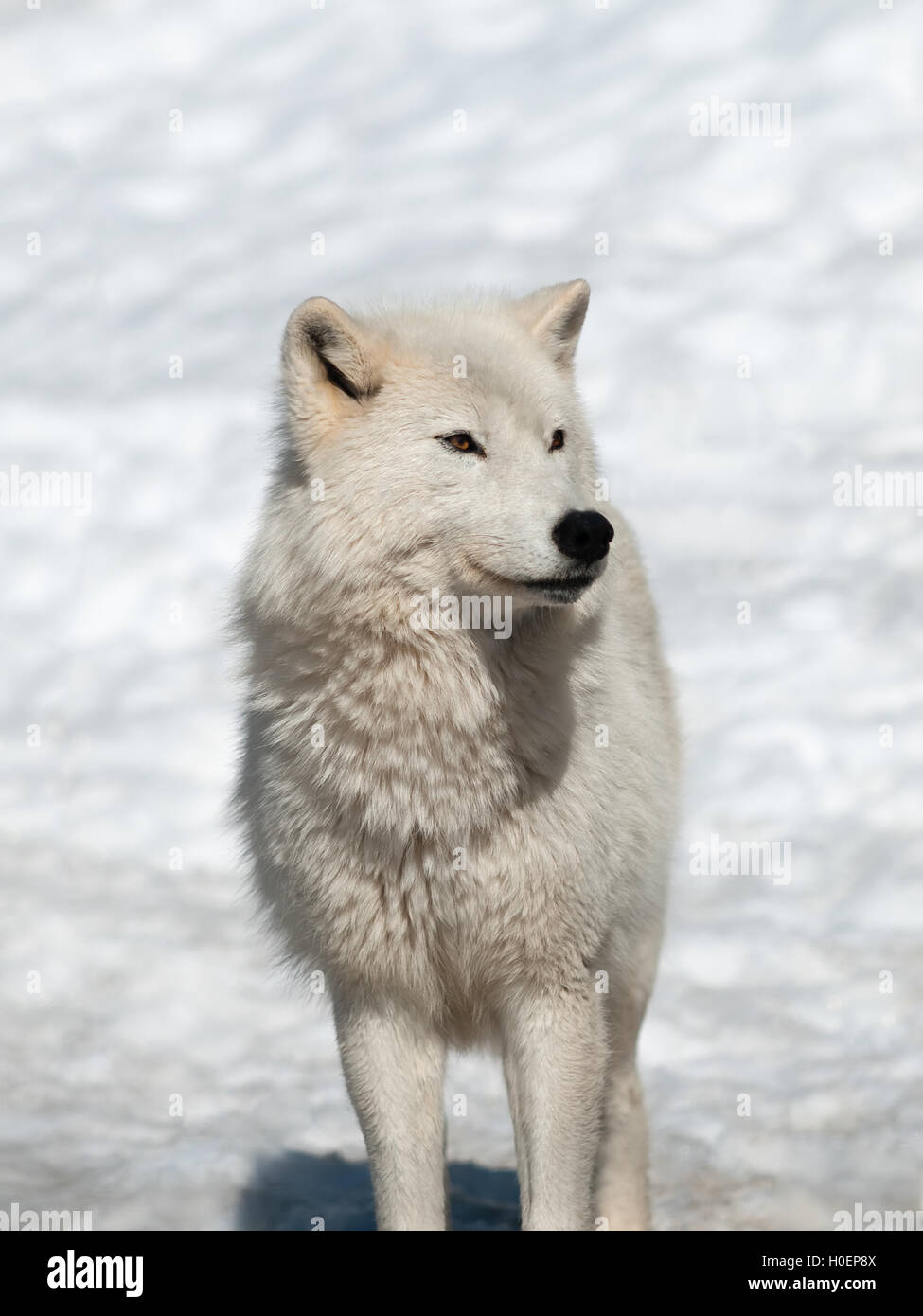 Arctic wolf in winter in natural environment Stock Photo - Alamy