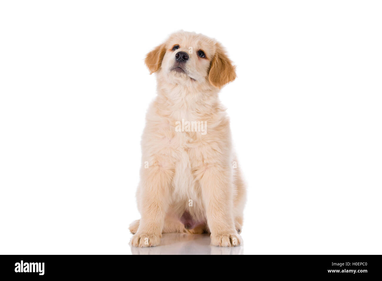 Son Golden Retrievers Perros Tranquilos