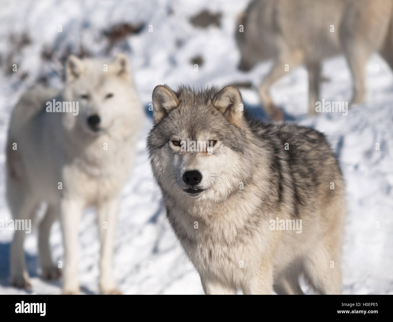Arctic wolf in winter in natural environment Stock Photo - Alamy