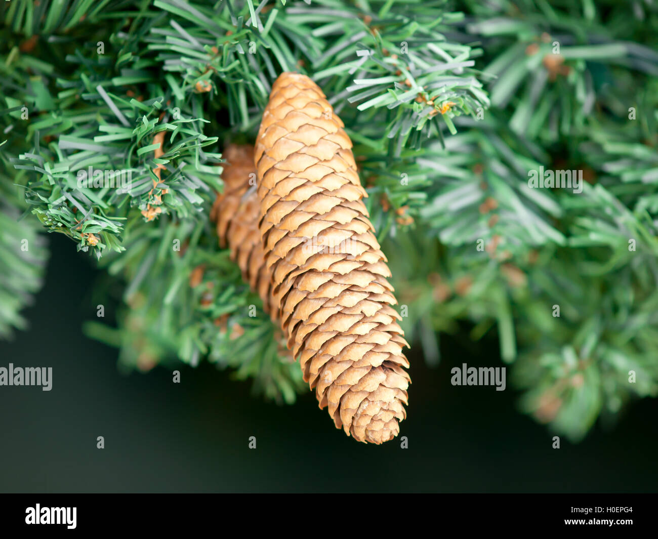 Cone from tree hi-res stock photography and images - Alamy