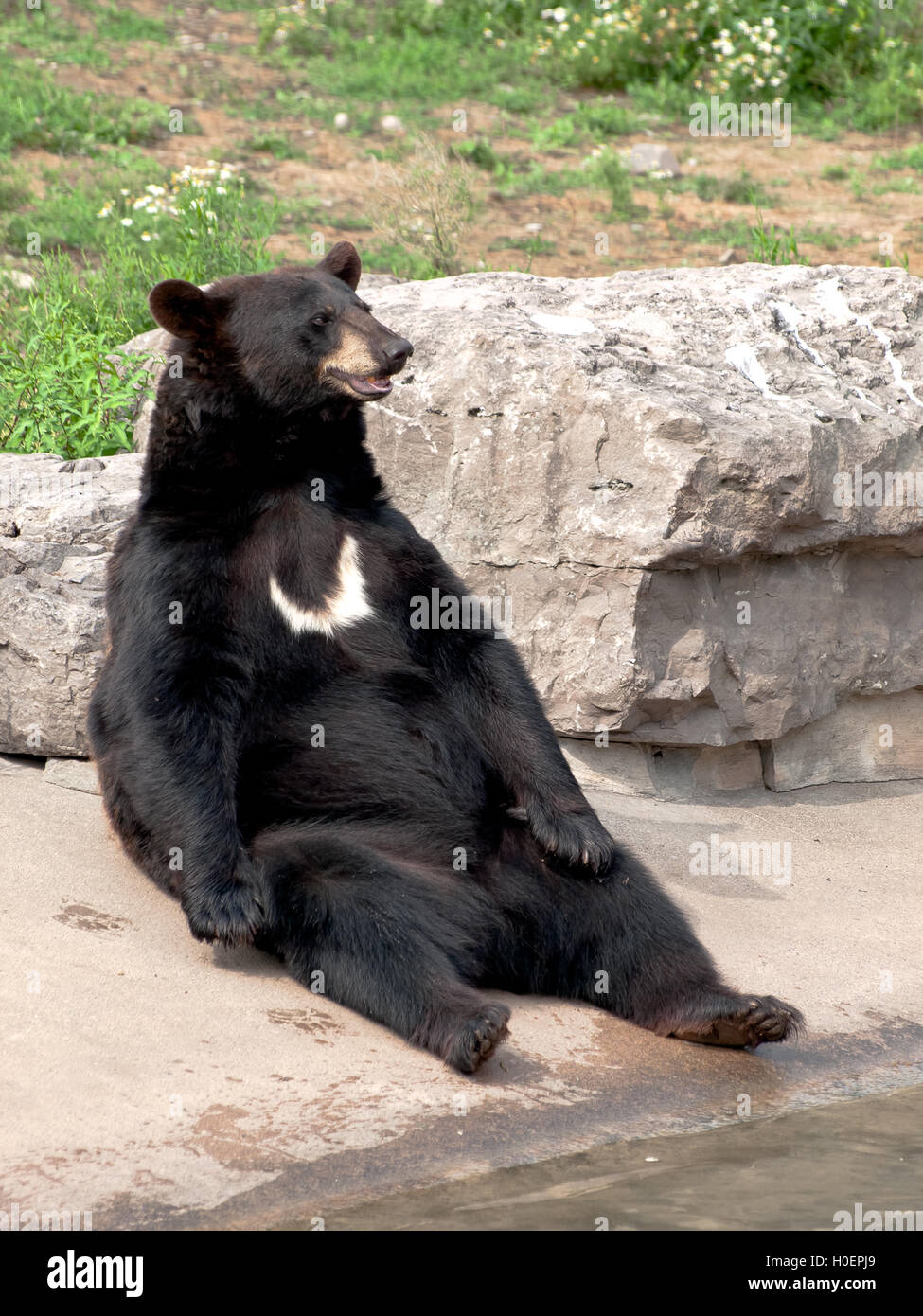black bear seating Stock Photo - Alamy