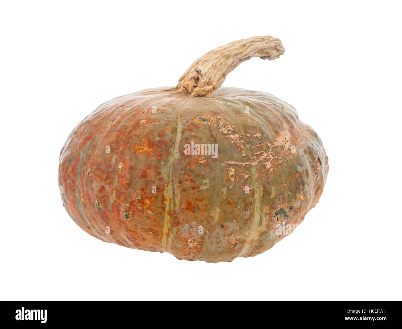 Dried up organic buttercup squash on pure white background Stock Photo ...