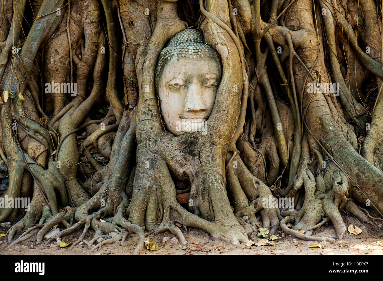 Entangled roots hi-res stock photography and images - Alamy