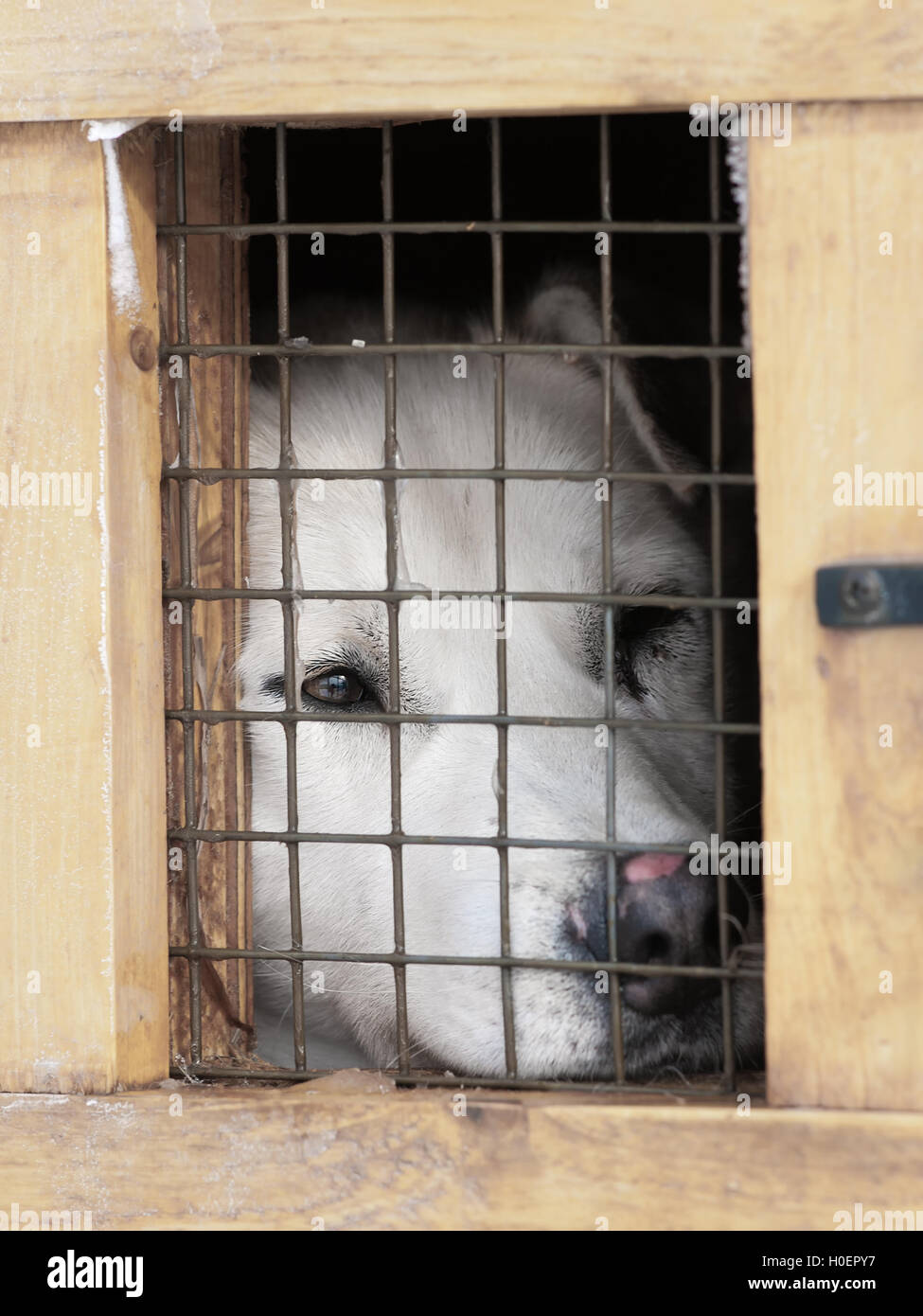 White dog in the little box cage Stock Photo - Alamy