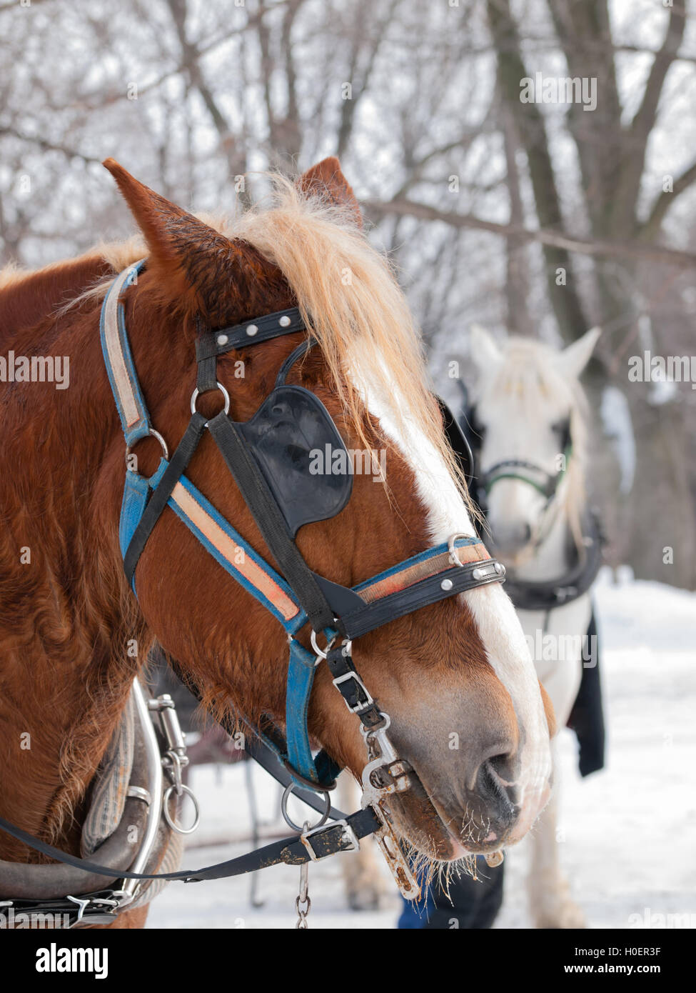 Brown horse ready for sleigh ride close-up profile Stock Photo - Alamy