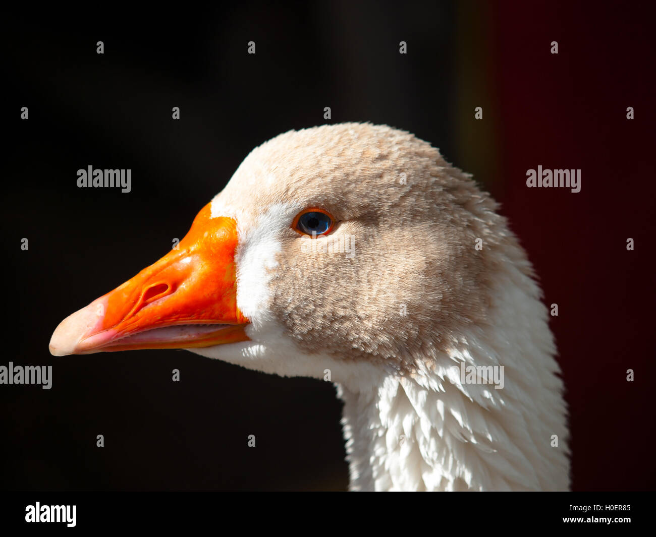head of duck close-up Stock Photo - Alamy