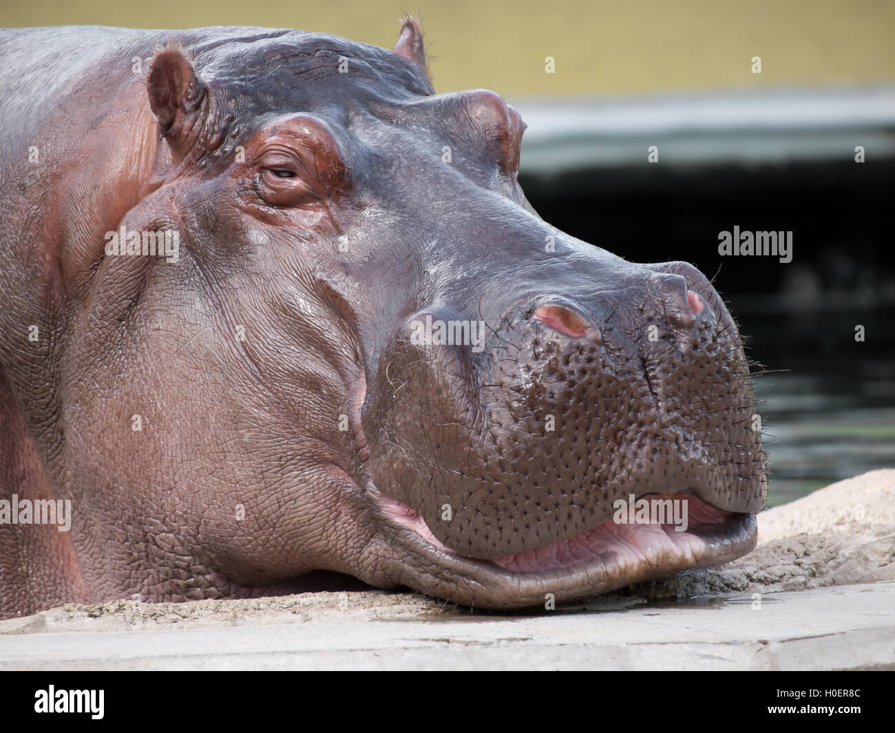 Hippopotamus species hi-res stock photography and images - Alamy