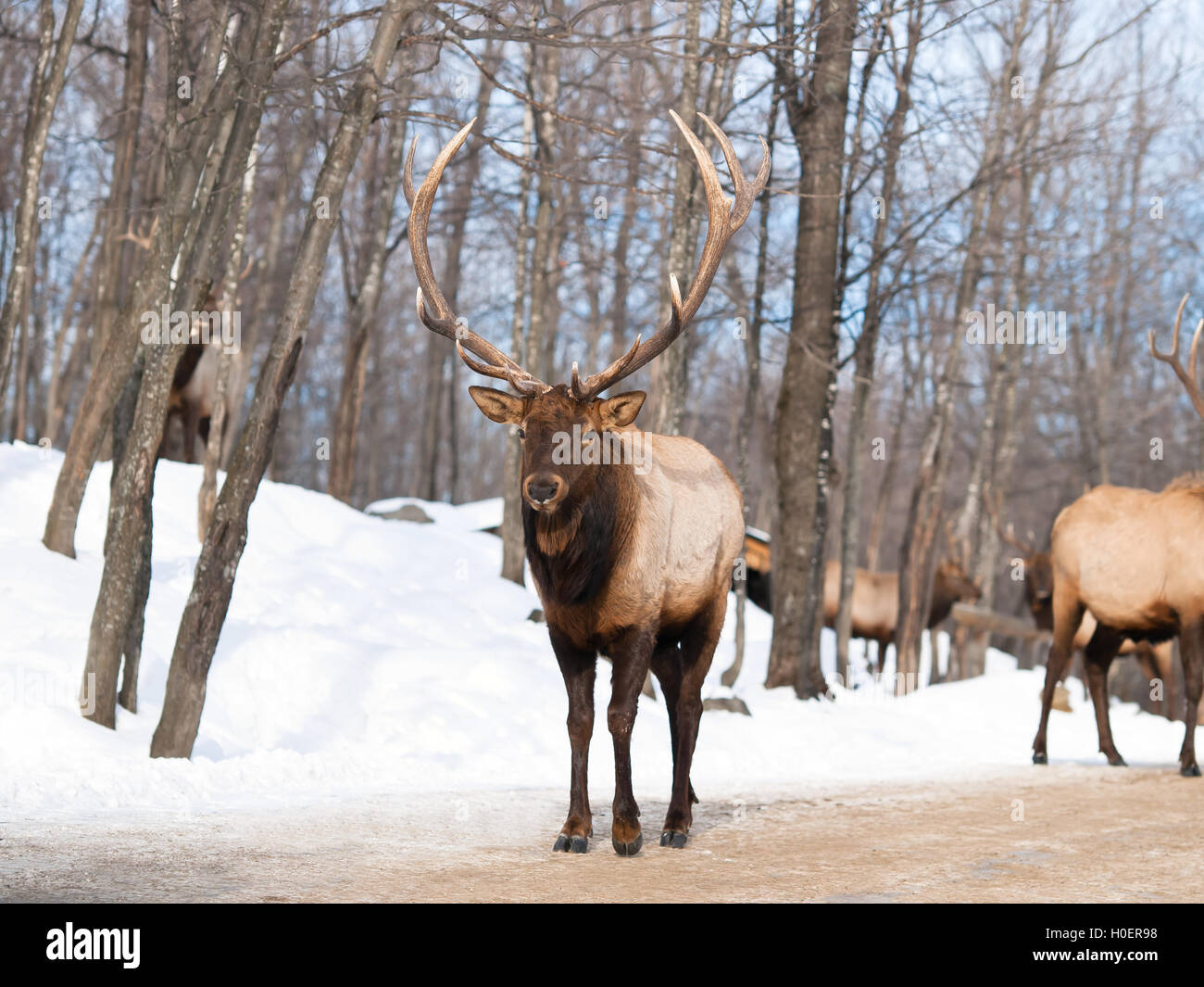 Buck Deer With Giant Antlers High Resolution Stock Photography and ...