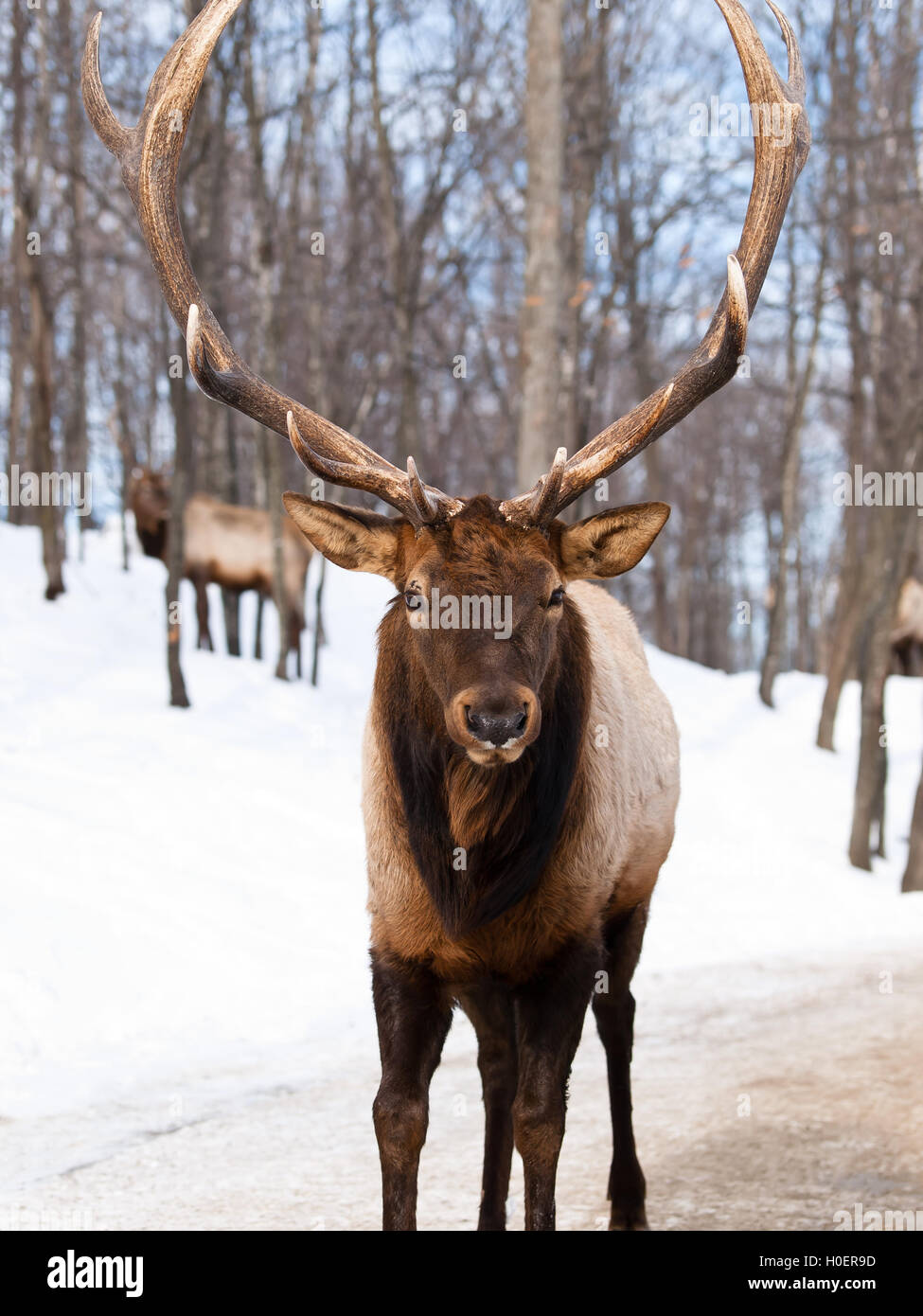 Male Red Deer in winter Stock Photo - Alamy