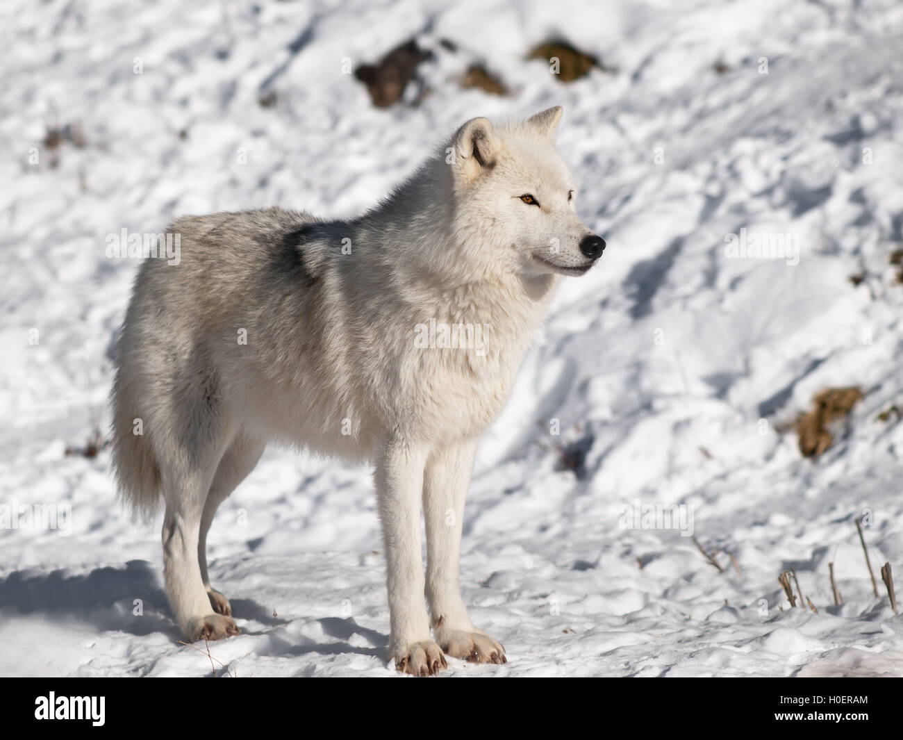 Arctic wolf hi-res stock photography and images - Alamy