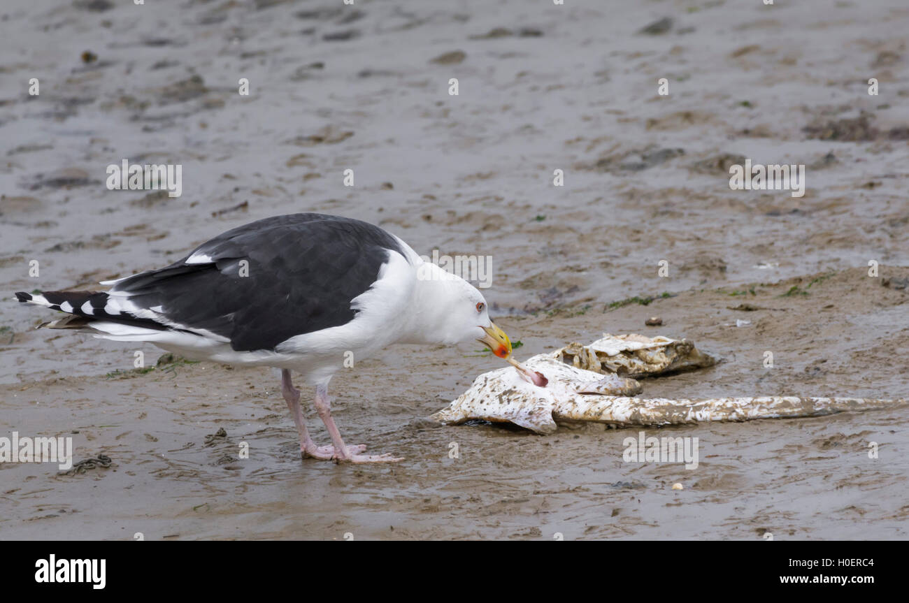 African Tiger Fish Eating Bird