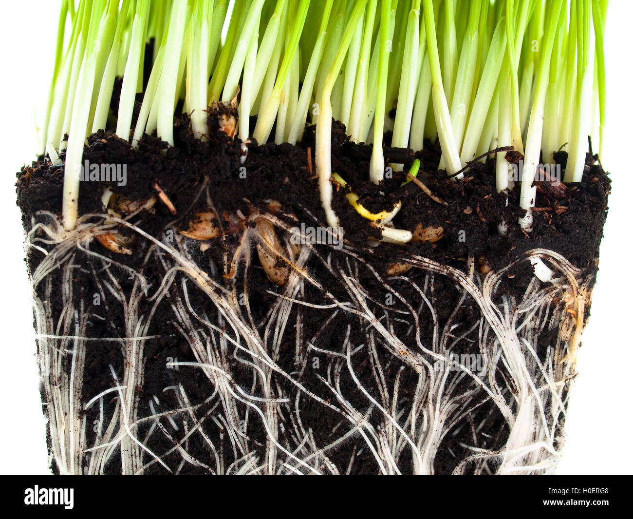 Catnip roots front view isolated on pure white background Stock Photo ...
