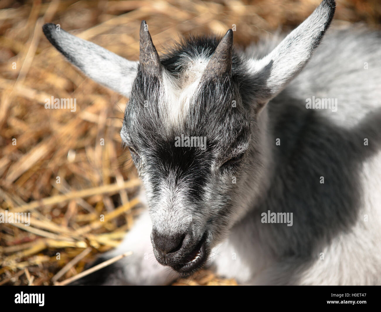 Baby goat hi-res stock photography and images - Alamy