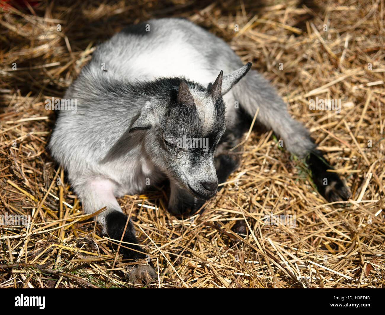 Black baby goat hi-res stock photography and images - Alamy