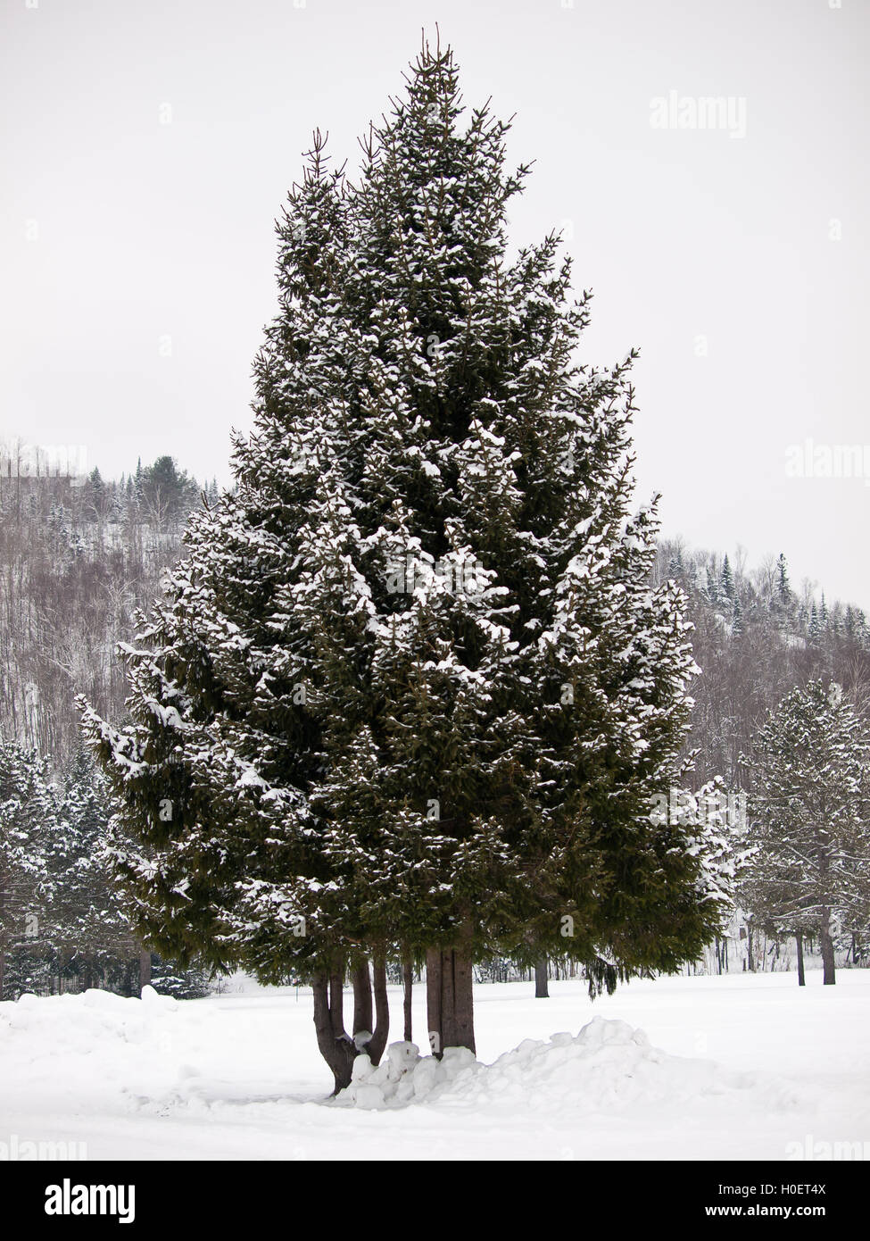 Spruce tree in winter in Canadian park during winter Stock Photo - Alamy