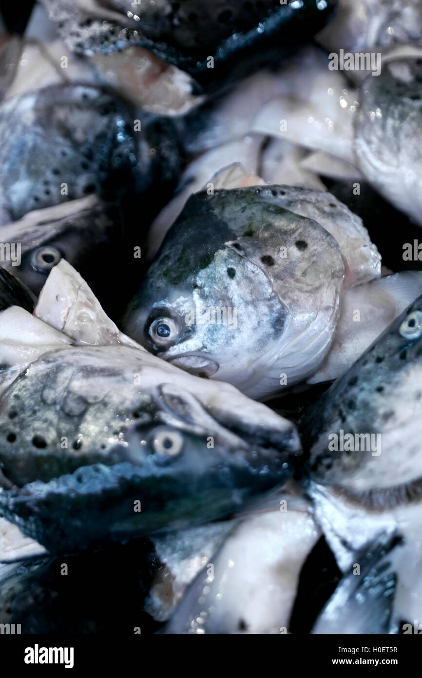 Salmon eye close up hi-res stock photography and images - Alamy