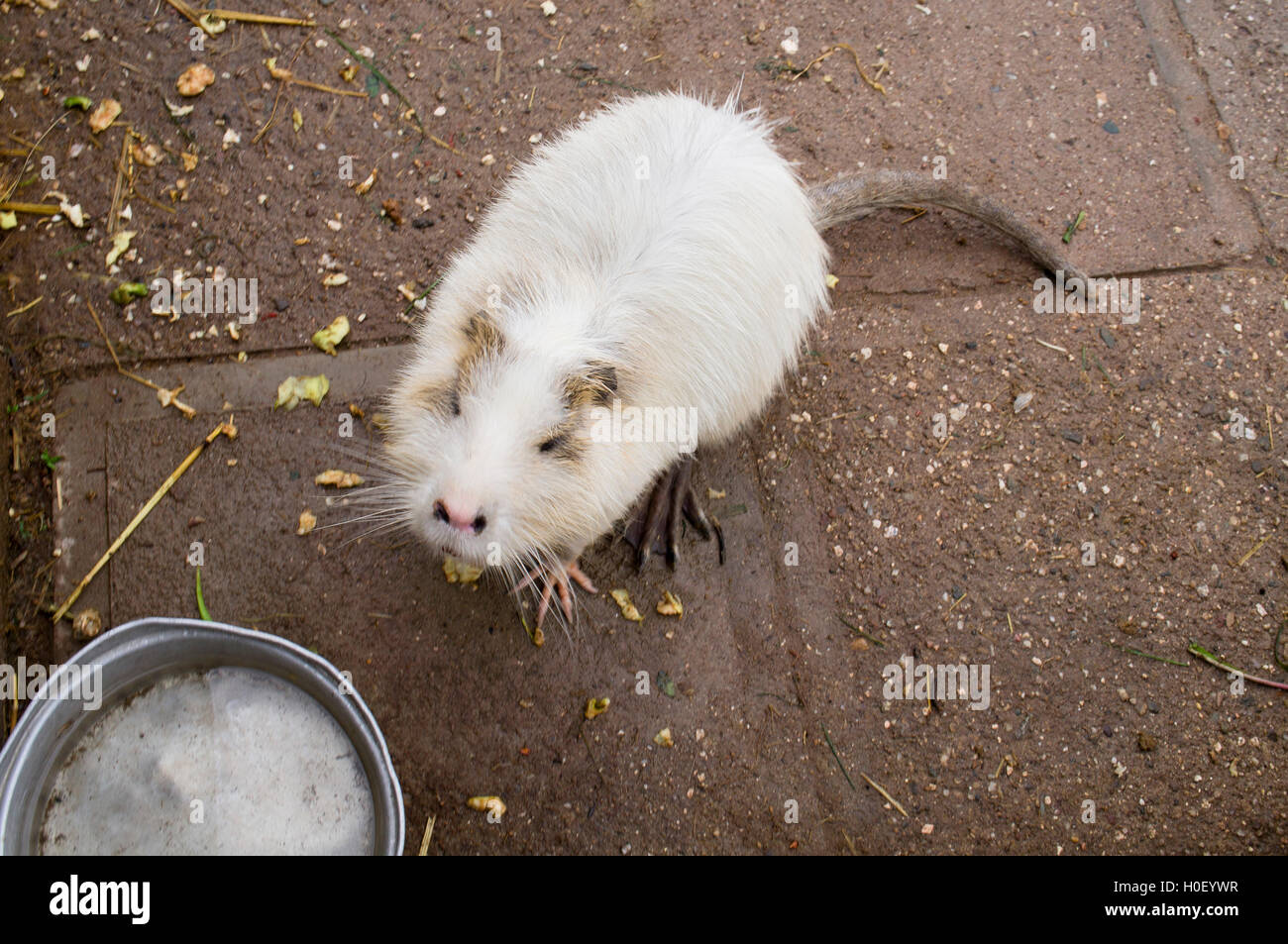Coypu, Nutria, rodent, Myocastor coypus Stock Photo - Alamy