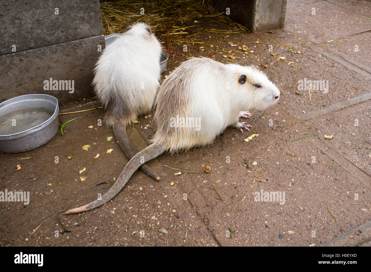 Coypu, Nutria, rodent, Myocastor coypus Stock Photo - Alamy