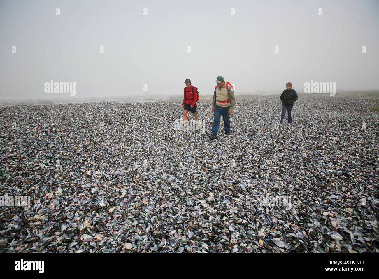 Three hikers walking on a bed of broken sea shells on the Silver Sands ...