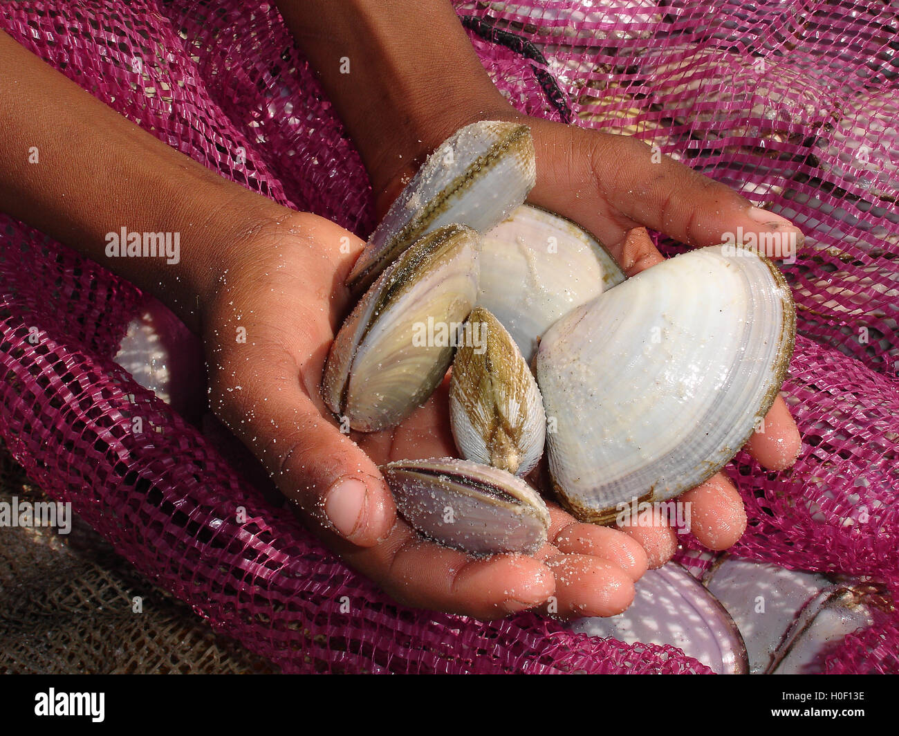 Closeup of a handful white mussel shells on the Cape West Coast Stock ...