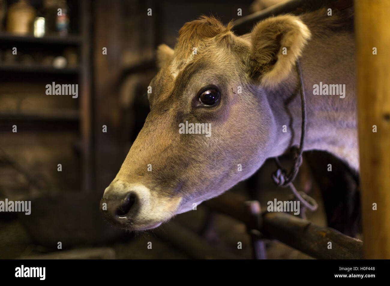 Cattle in milking shed on farm in Haa Valley, Bhutan Stock Photo - Alamy