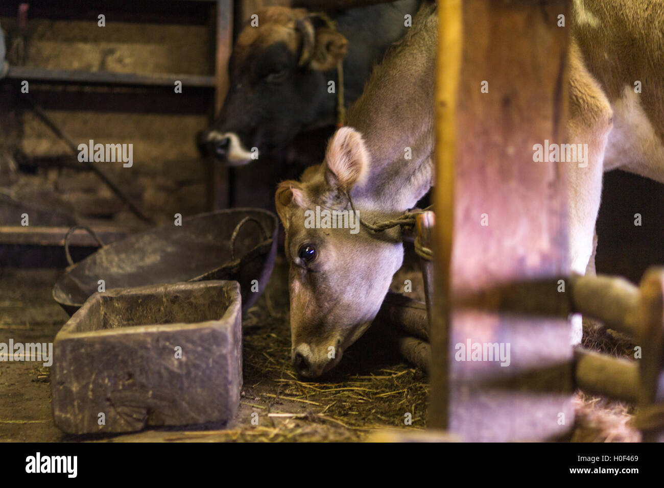 Cattle in milking shed on farm in Haa Valley, Bhutan Stock Photo - Alamy