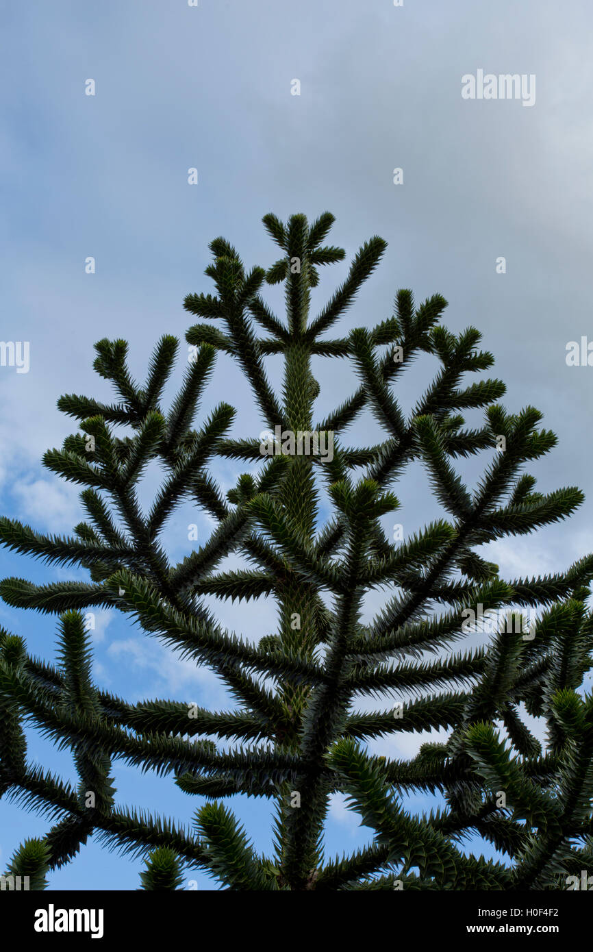 Monkey Puzzle tree planted as an amenity tree in Great Britain Stock ...