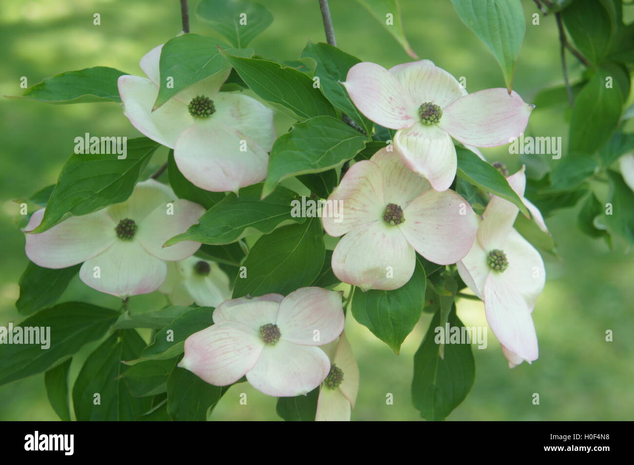 Cornus mas garden hi-res stock photography and images - Alamy