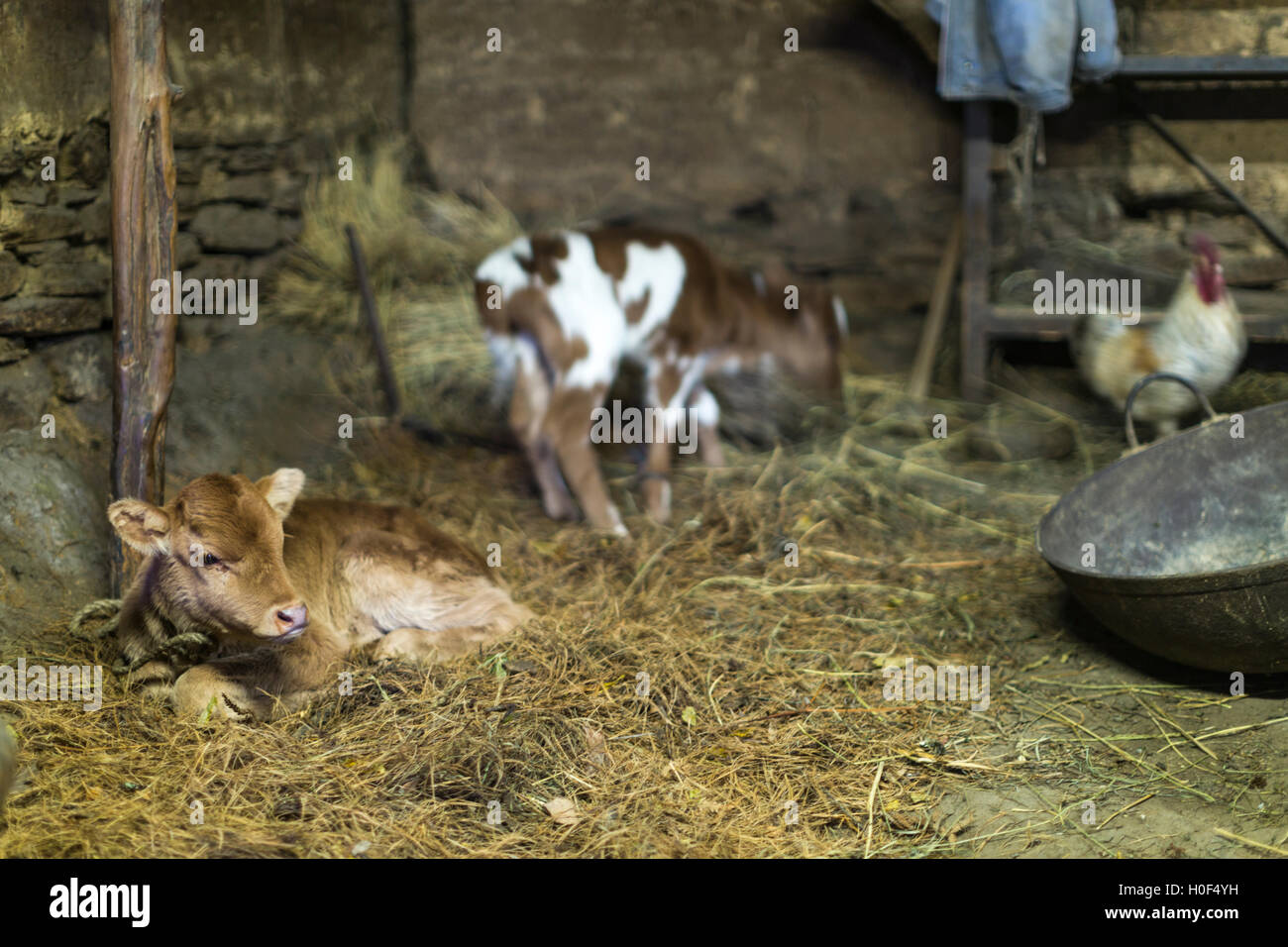 Cattle in milking shed on farm in Haa Valley, Bhutan Stock Photo - Alamy