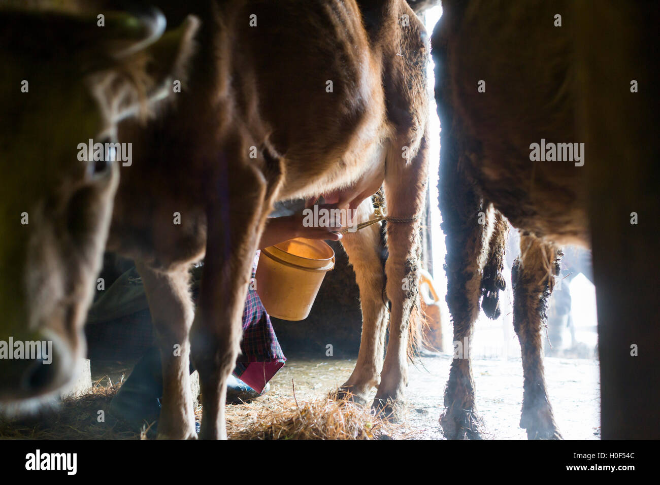 Woman cow farm milking hi-res stock photography and images - Alamy