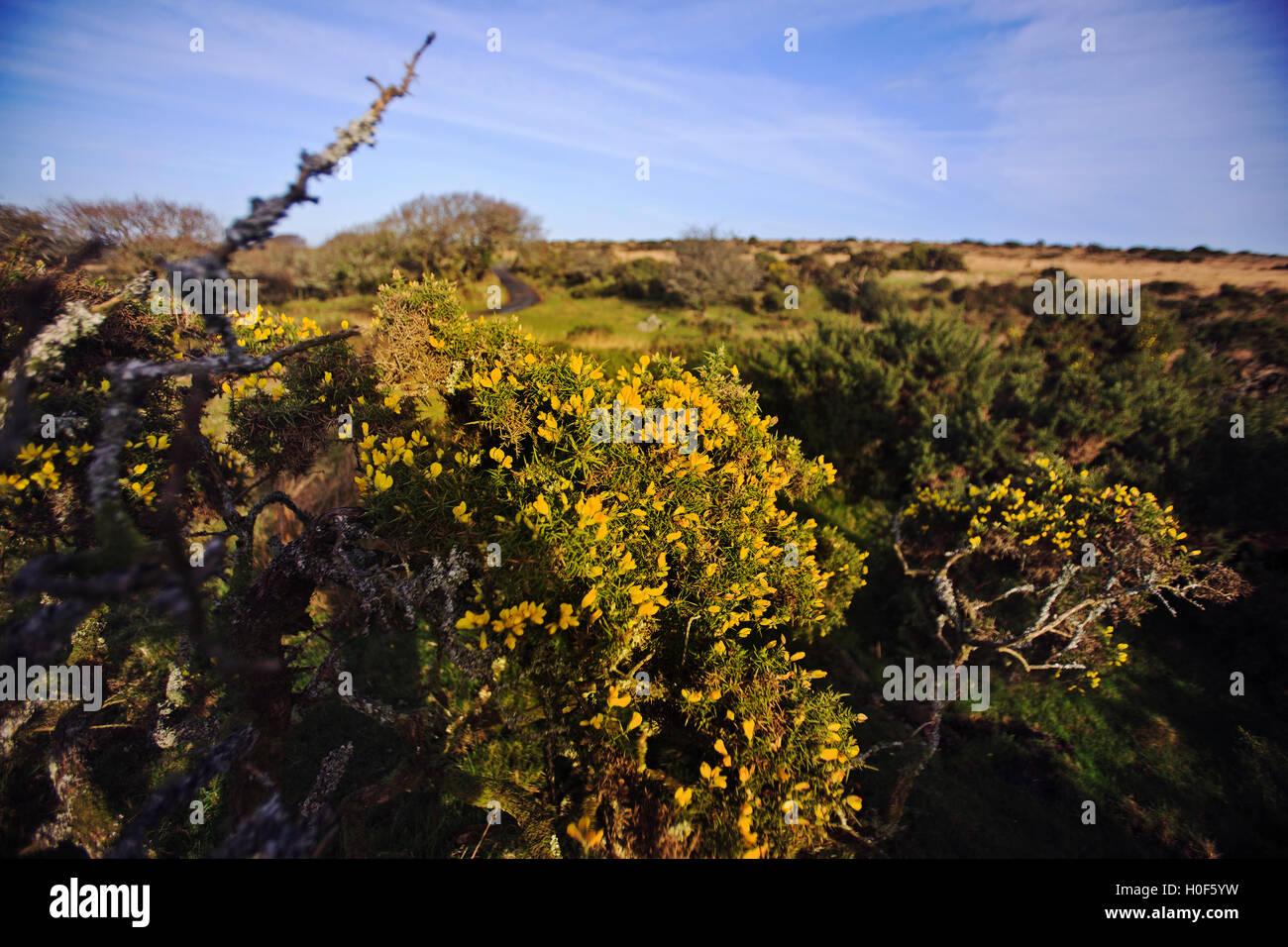 Gorse furze bush yellow moor hi-res stock photography and images - Alamy