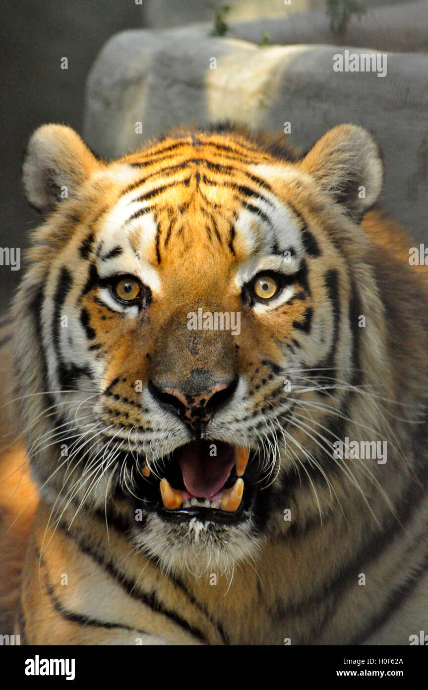 Siberian tiger largest cat hi-res stock photography and images - Alamy