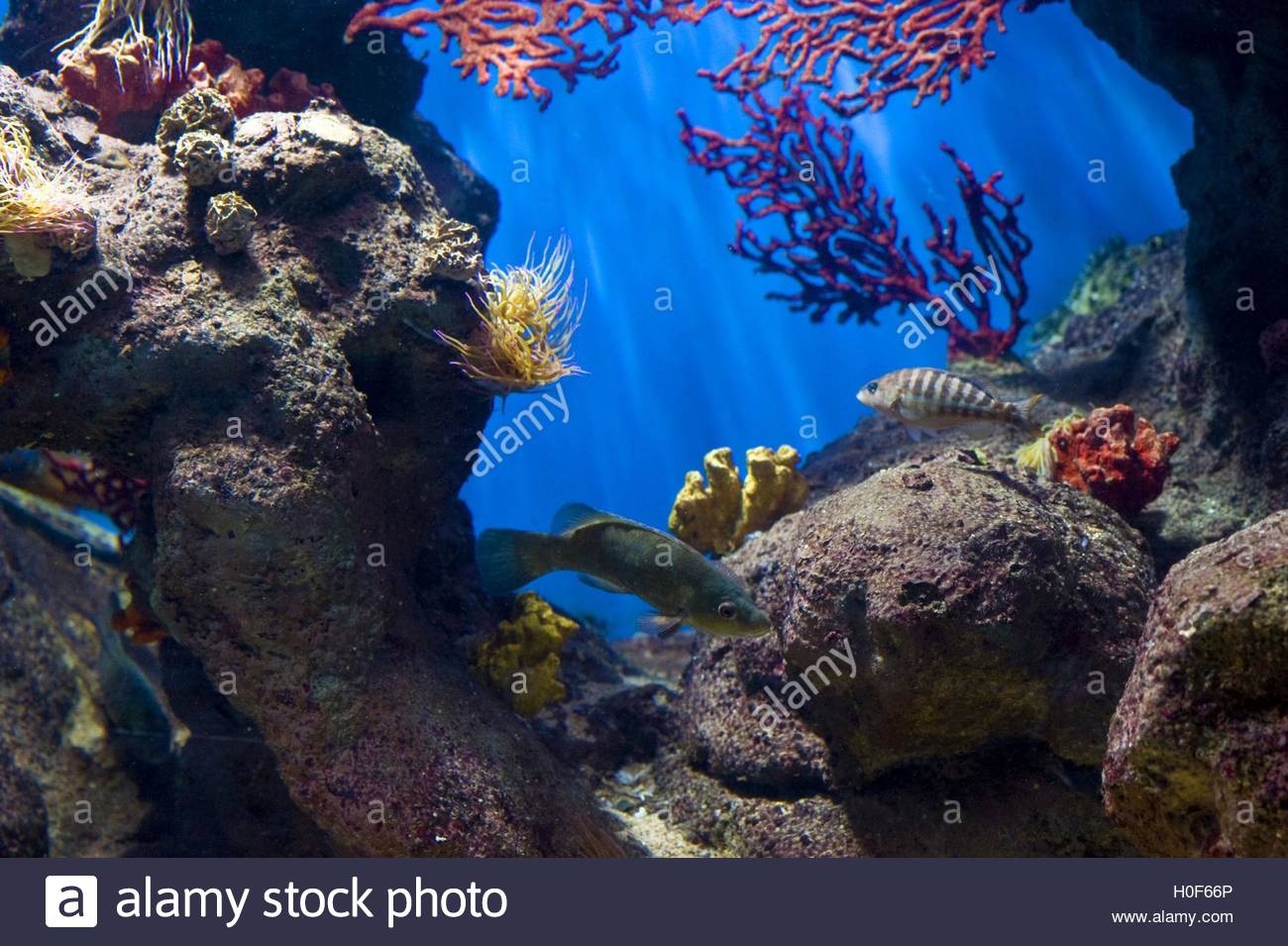 Wassertiere High Resolution Stock Photography and Images - Alamy