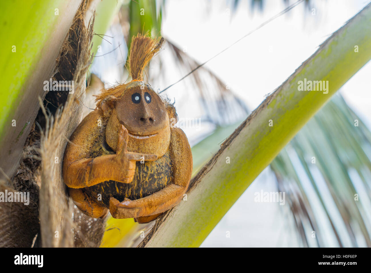Coconut monkey on the beach in THailand Stock Photo - Alamy