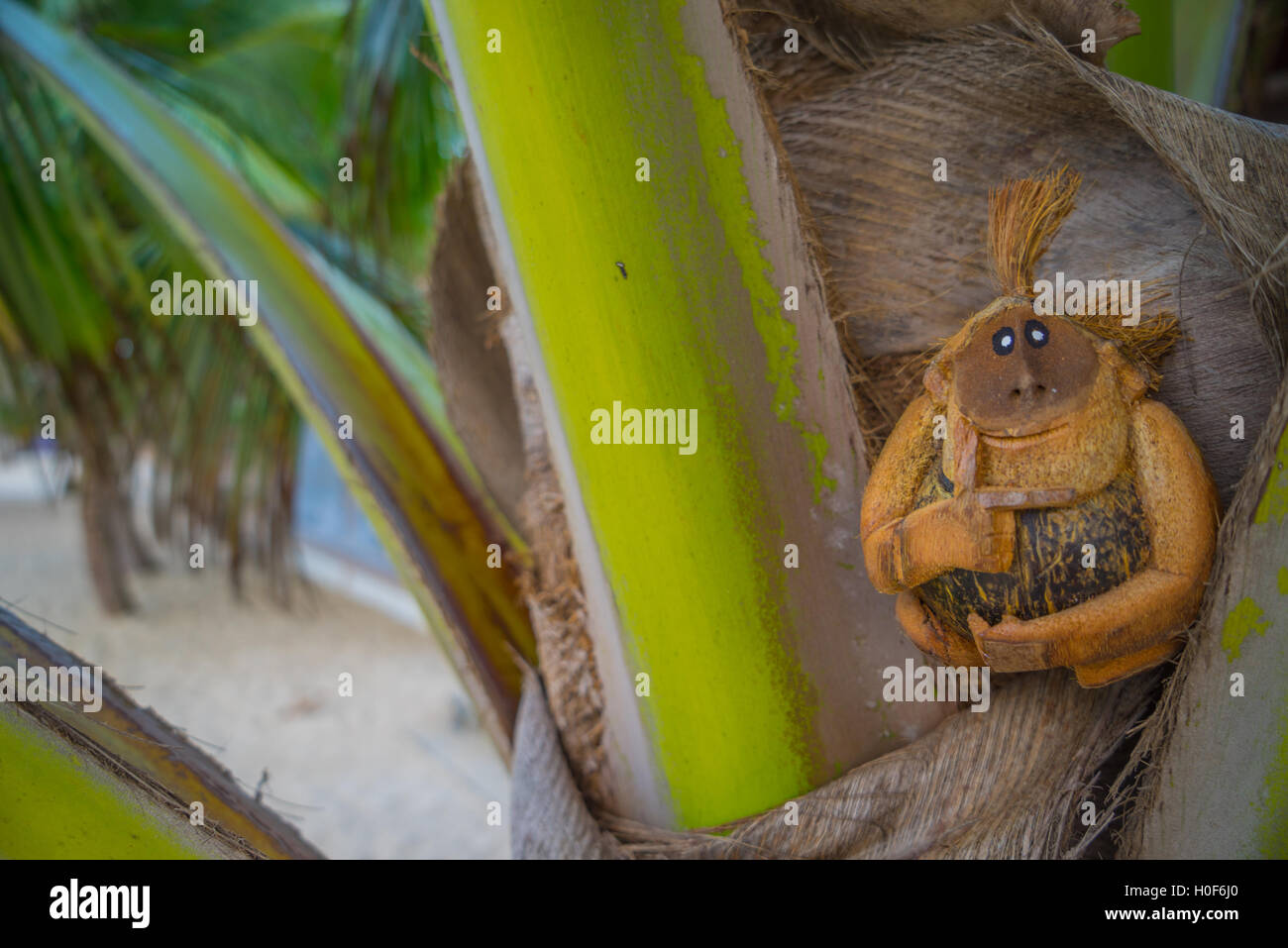 Coconut monkey on the beach in THailand Stock Photo - Alamy