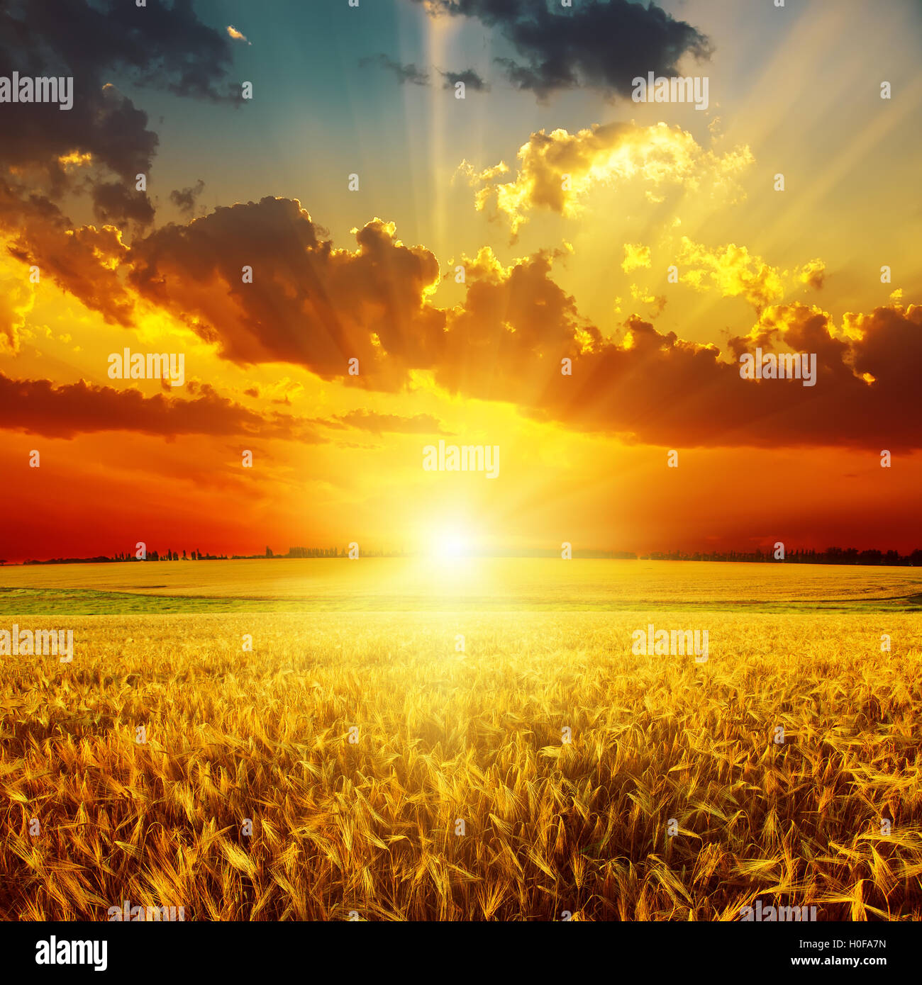 golden sunset over field with harvest Stock Photo - Alamy